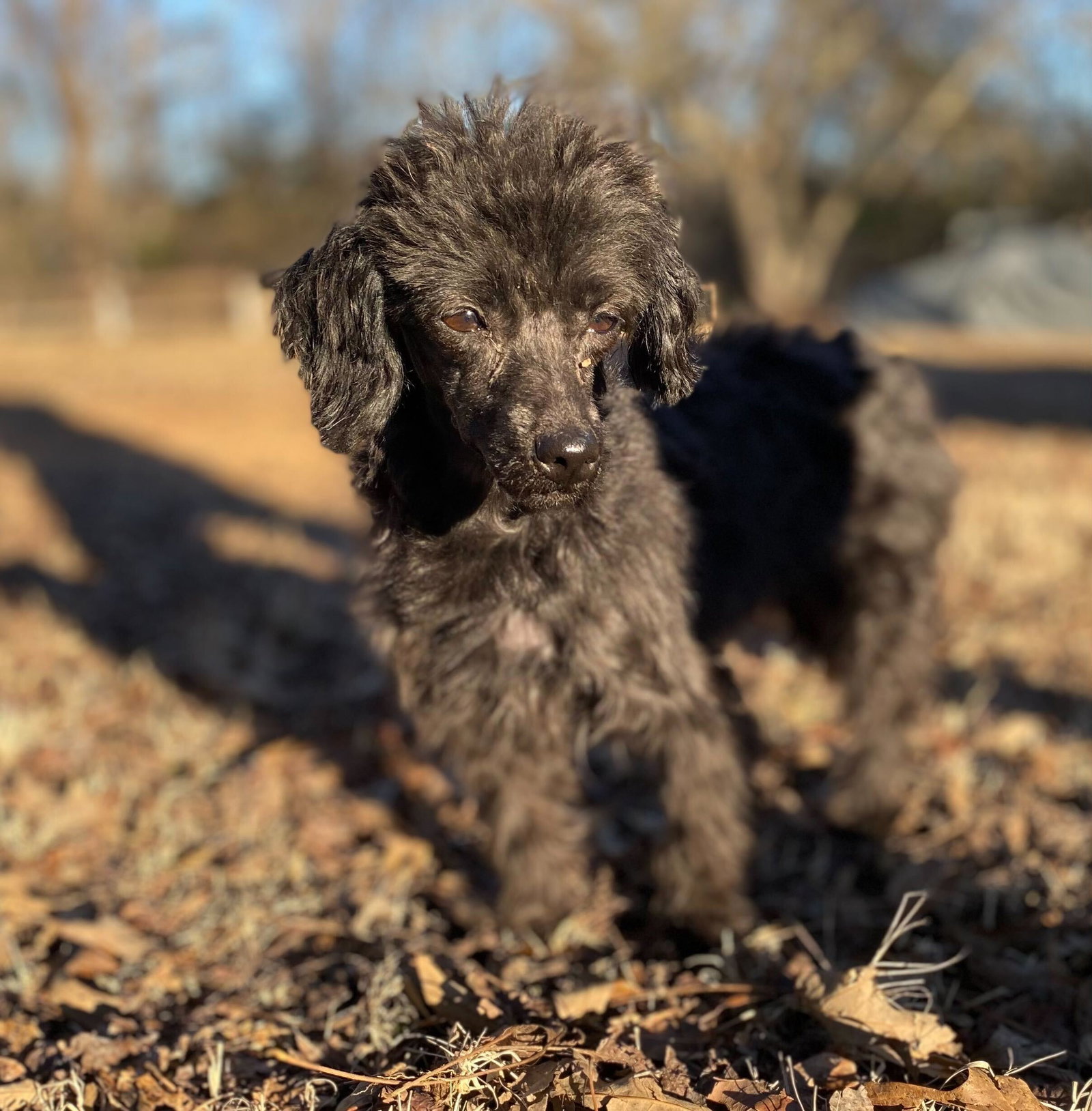 Meet An Adoptable Dog – Carolina Poodle Rescue