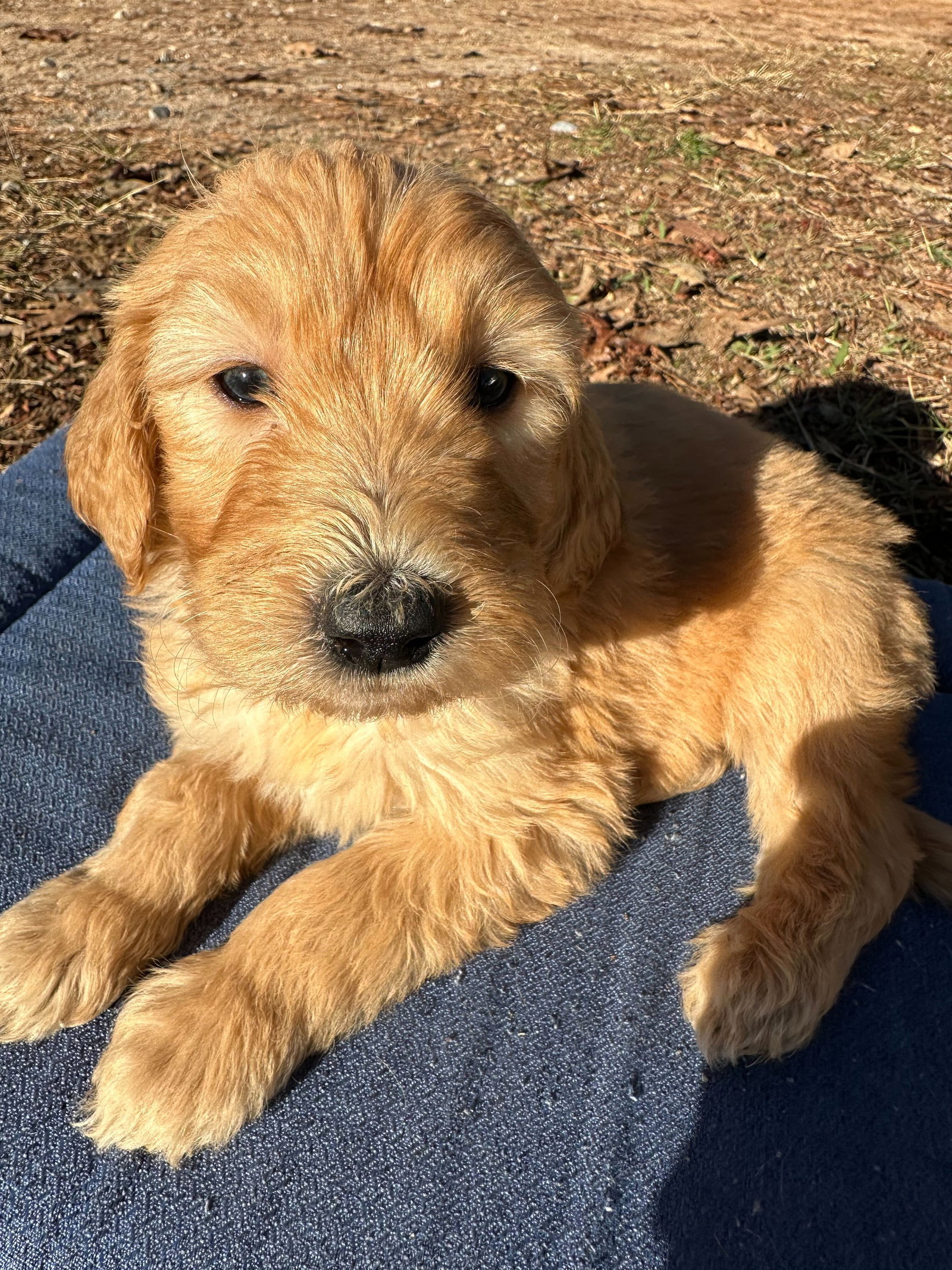Dog for Adoption - Wilson Orange - A Carolina Pup, a Golden Retriever ...