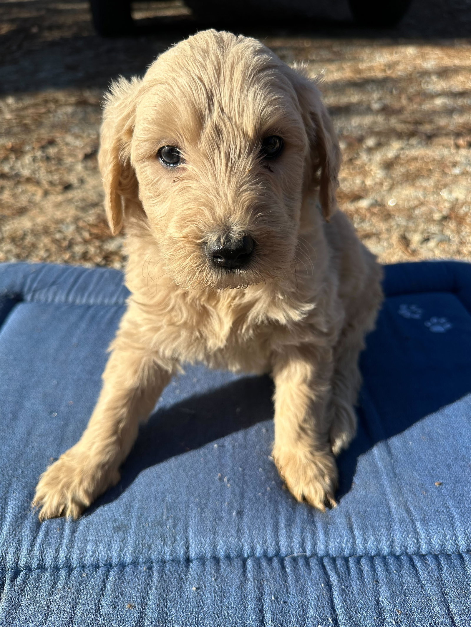 Available Dogs – Carolina Poodle Rescue