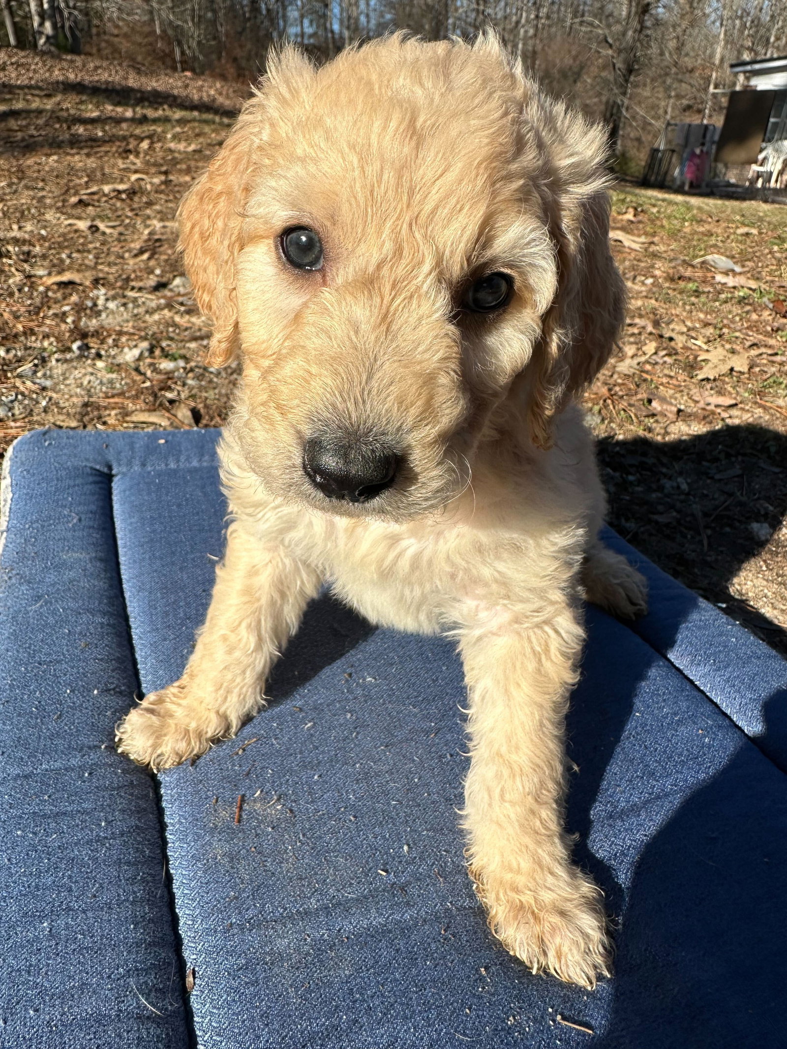 Dog for Adoption - Cary Black - A Carolina Pup, a Golden Retriever in ...