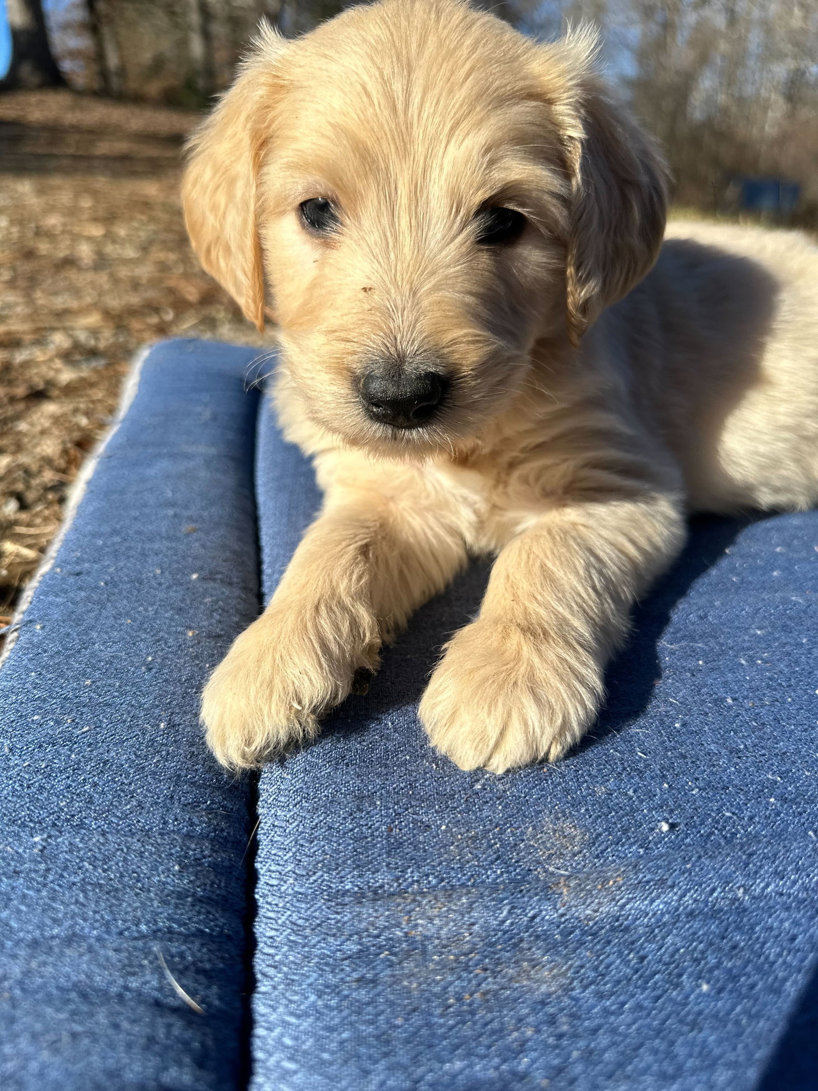 Dog for Adoption - Chapin Brown - A Carolina Pup, a Golden Retriever in ...
