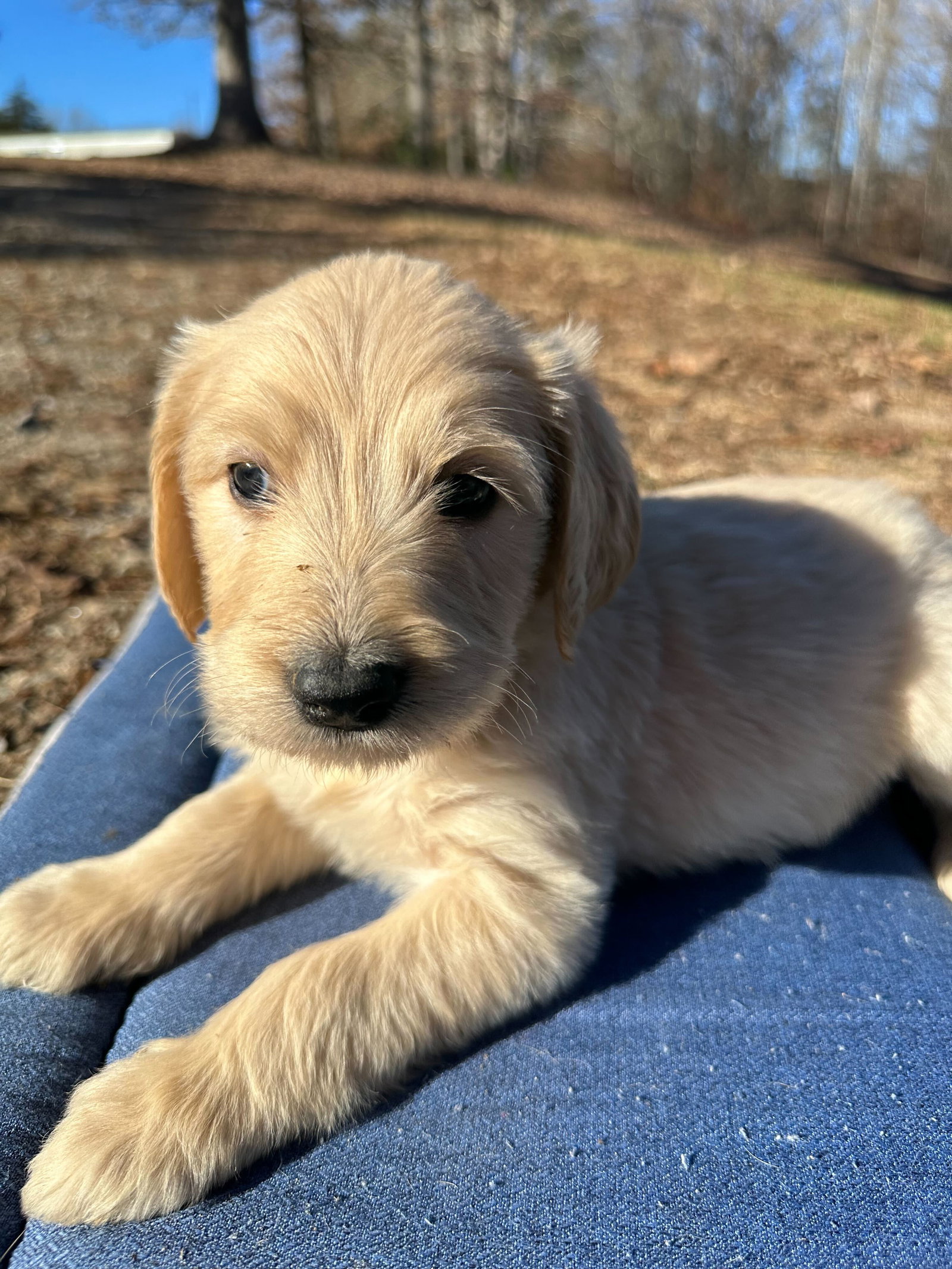 Dog for Adoption - Chapin Brown - A Carolina Pup, a Golden Retriever in ...