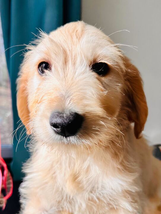 Available Dogs – Carolina Poodle Rescue