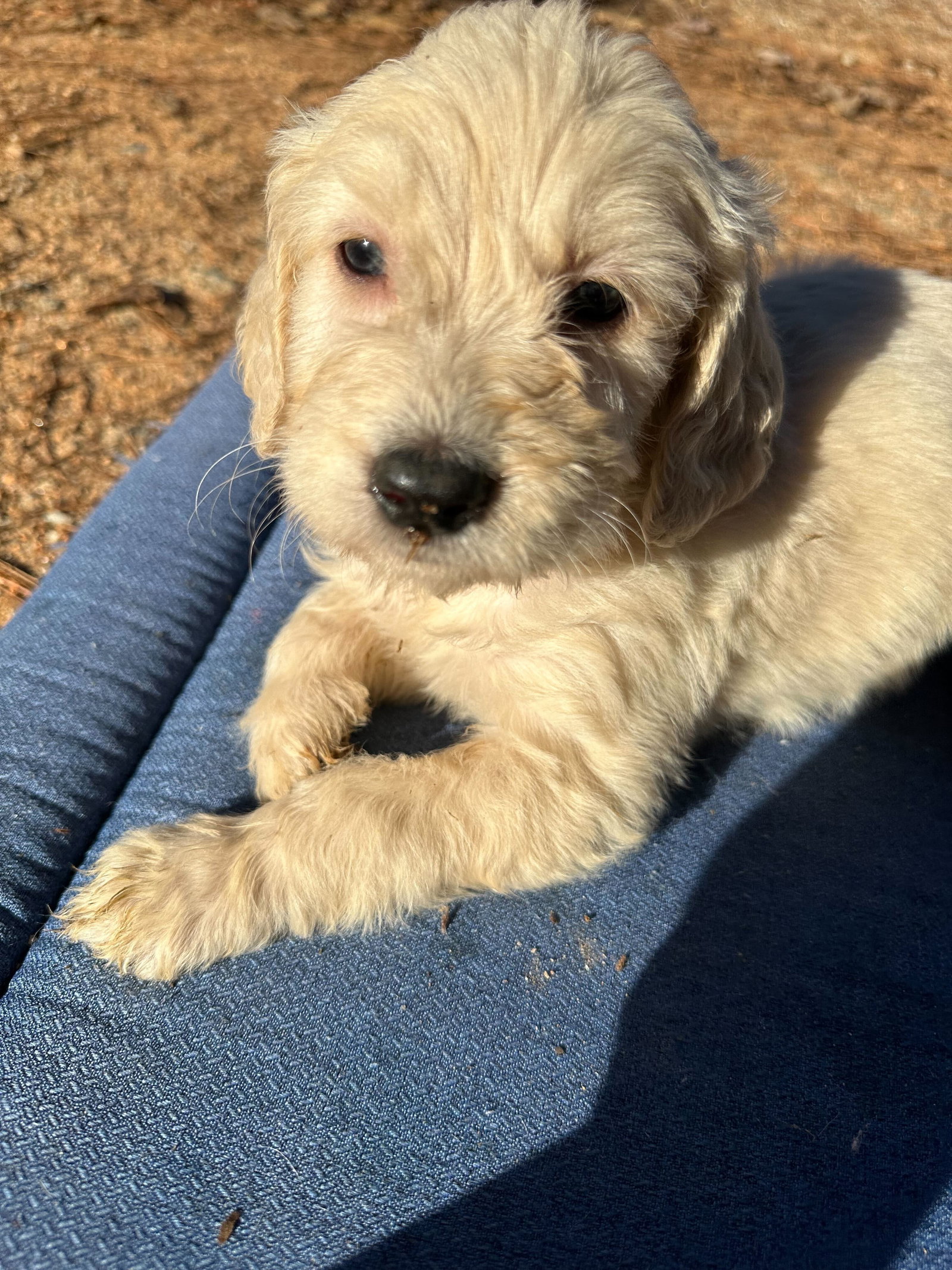 Dog for Adoption - Duncan Green - A Carolina Pup, a Golden Retriever in ...