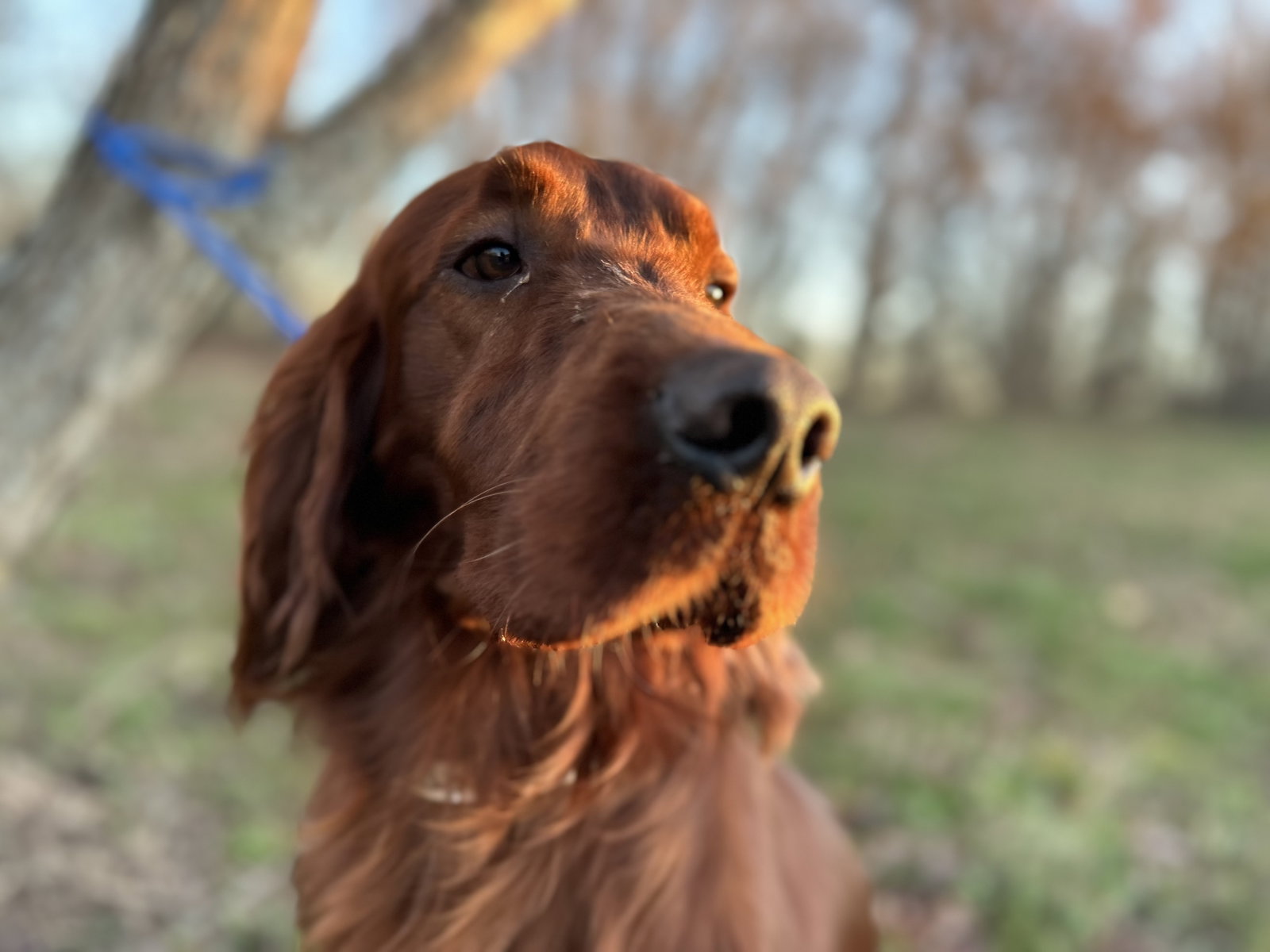 Dog for Adoption - Clifford Feb 24, a Irish Setter in Whitmire, SC ...