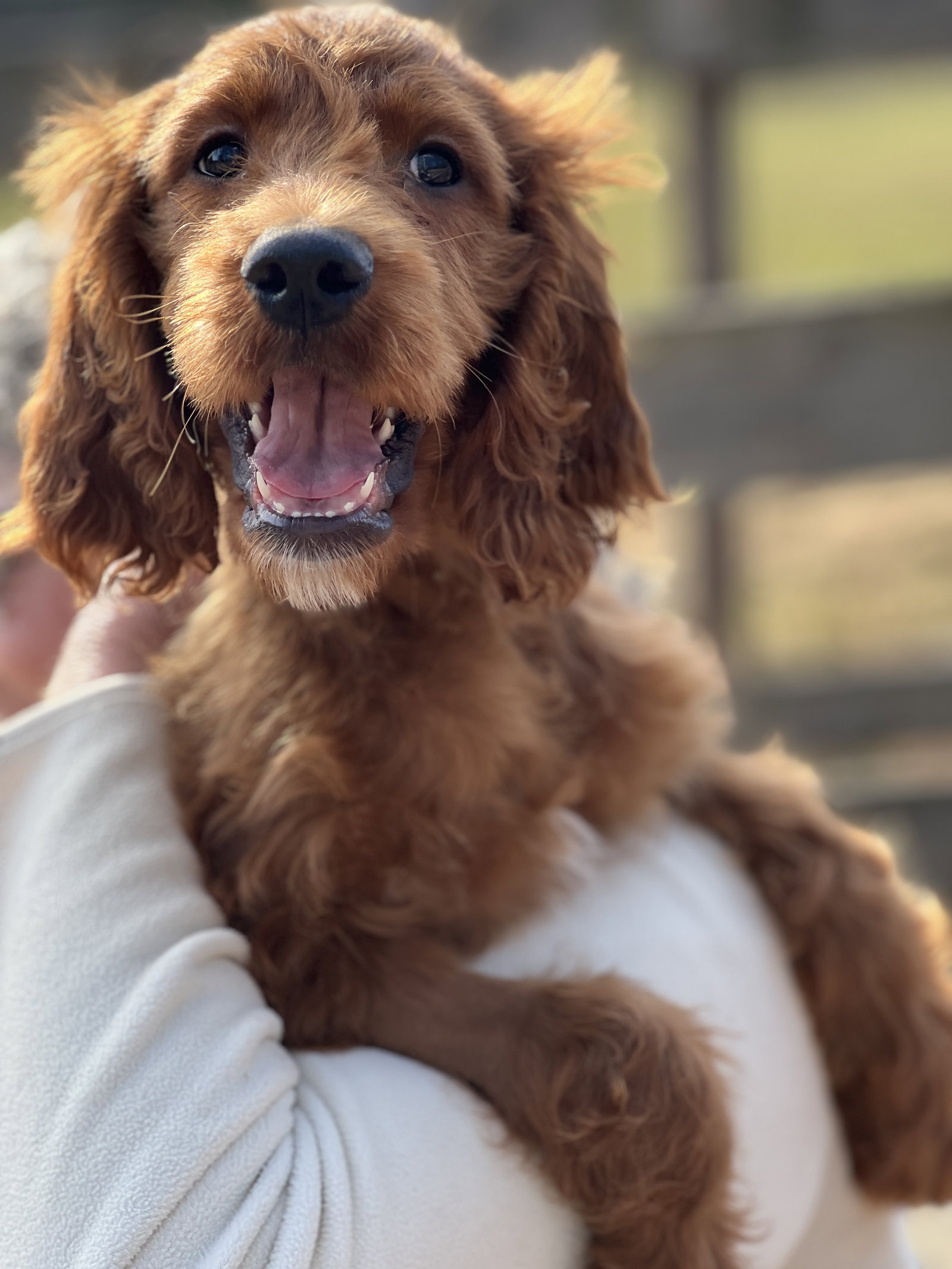 Dog adoption in Pacolet, SC 29372: Irish Setter / Poodle (Standard ...