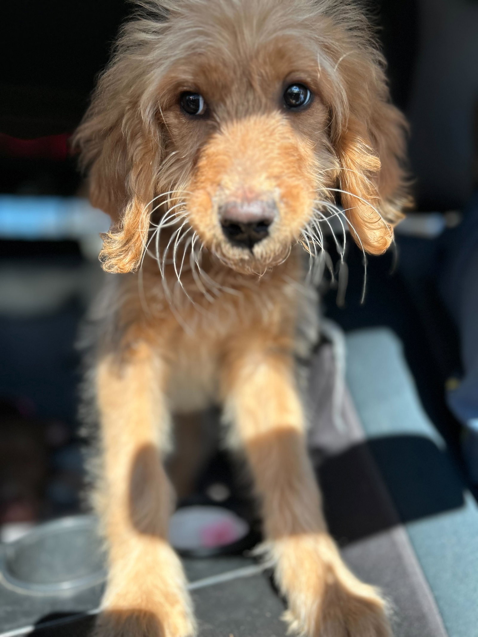 Meet An Adoptable Dog – Carolina Poodle Rescue