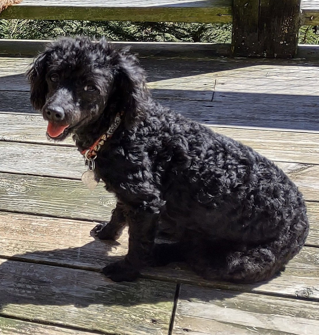 Meet An Adoptable Dog – Carolina Poodle Rescue