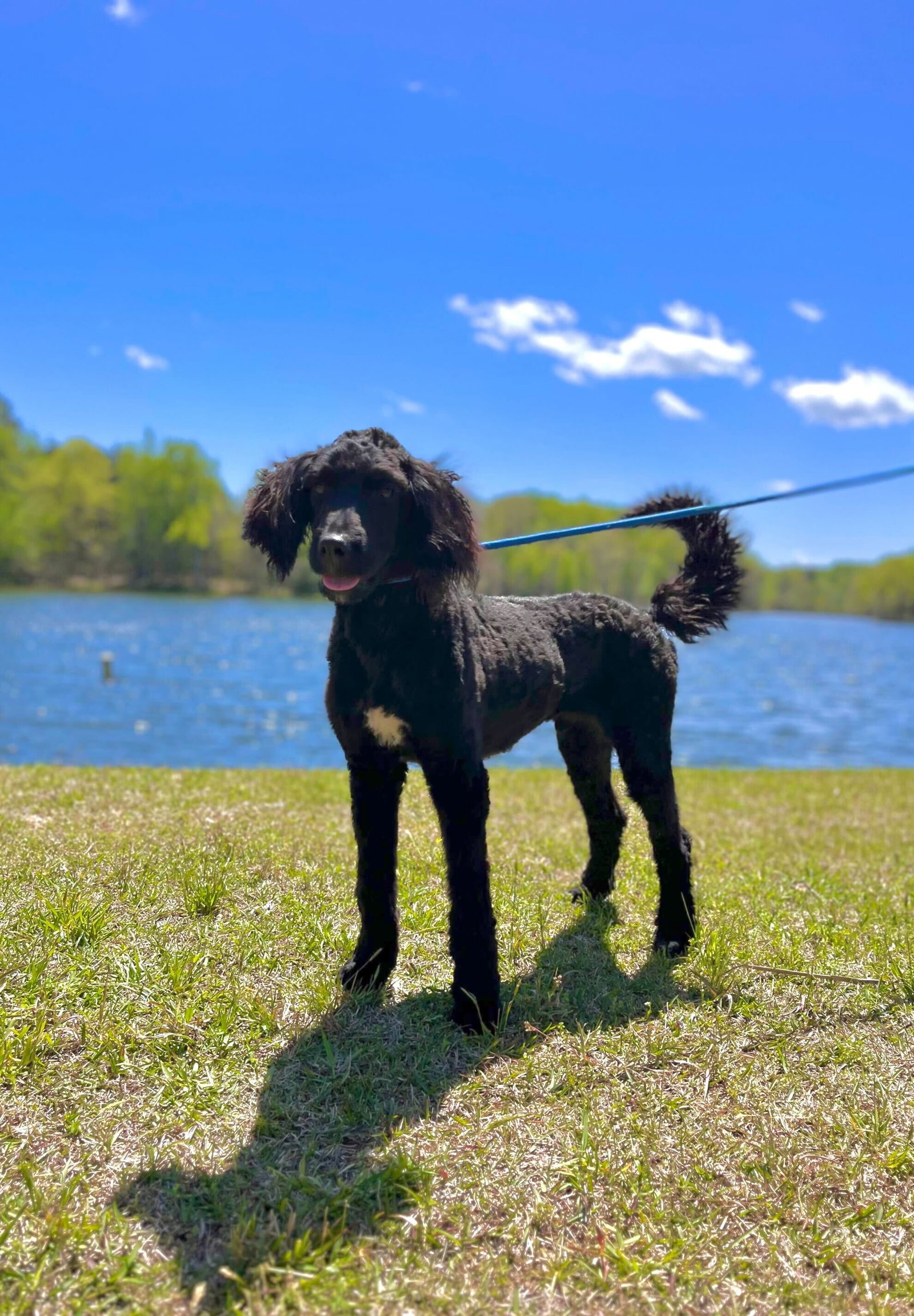Available Dogs – Carolina Poodle Rescue