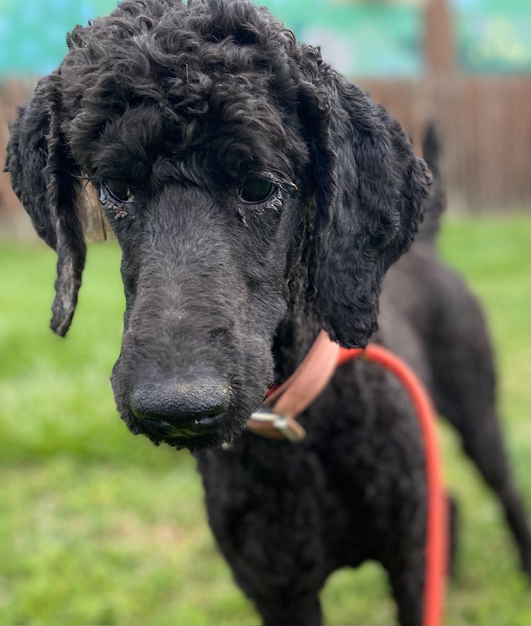 Available Dogs – Carolina Poodle Rescue