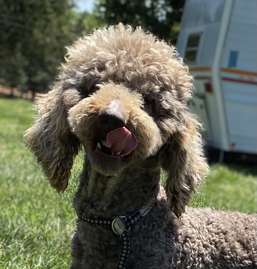 Available Dogs – Carolina Poodle Rescue