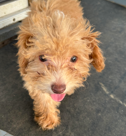 Nori Apr 24 - In Foster in Rocky Mount, NC — Carolina Poodle Rescue
