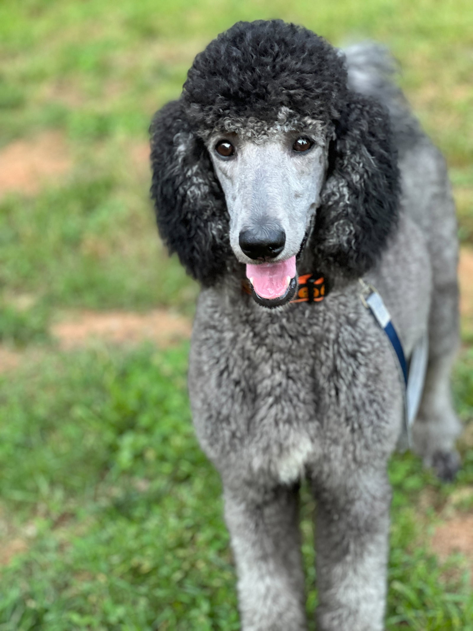Meet An Adoptable Dog – Carolina Poodle Rescue