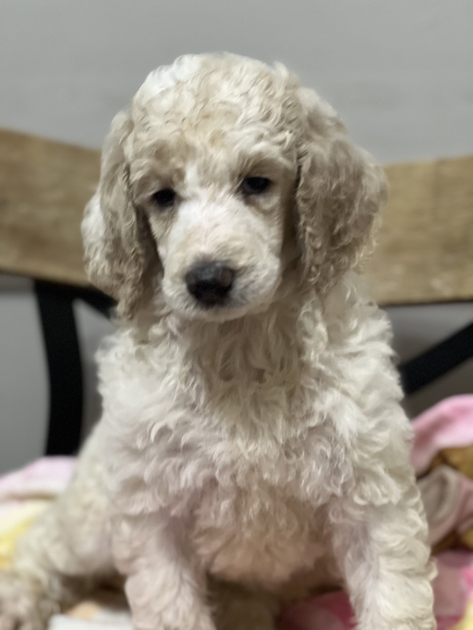 Available Dogs – Carolina Poodle Rescue