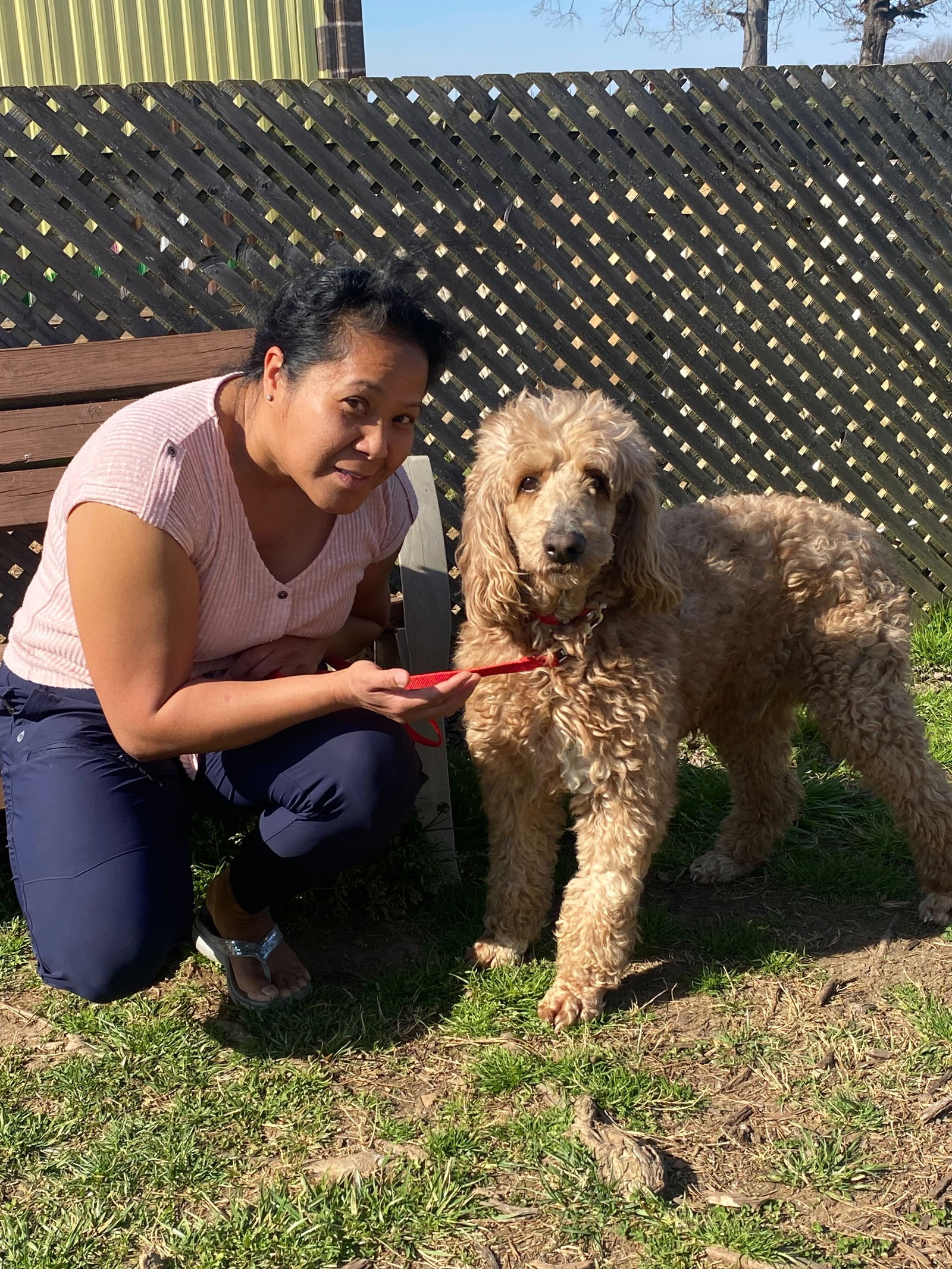 Meet An Adoptable Dog – Carolina Poodle Rescue