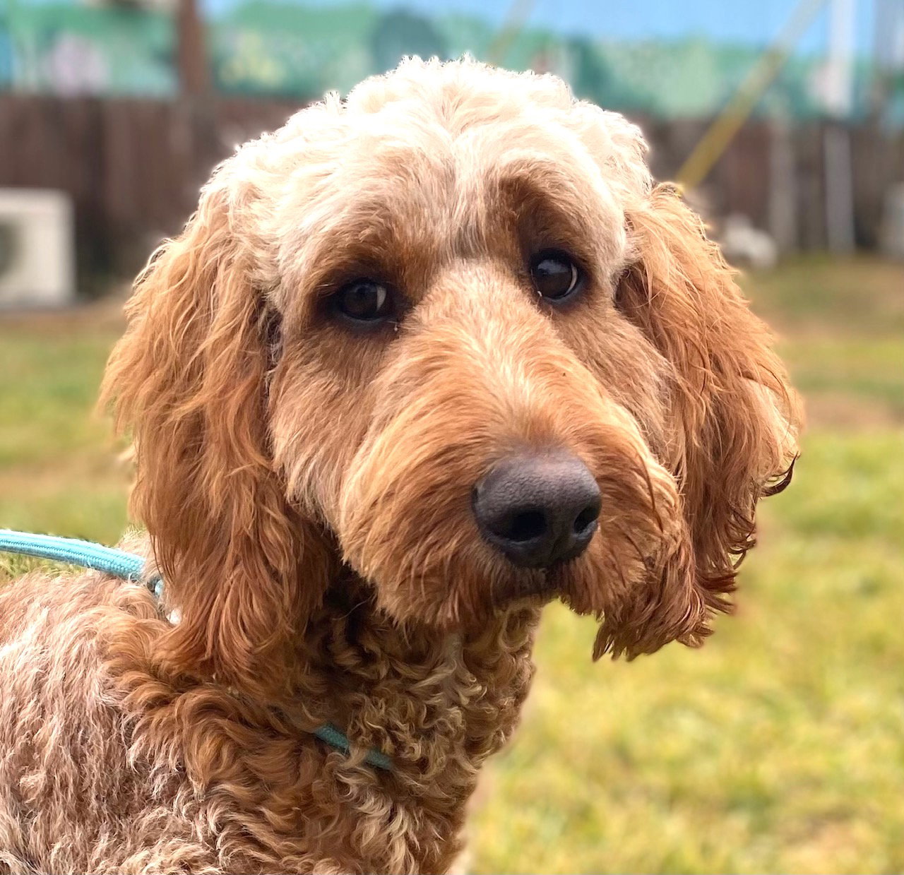 Available Dogs – Carolina Poodle Rescue