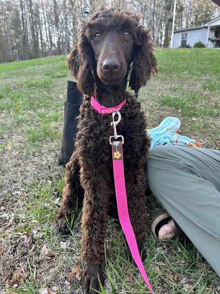 Available Dogs – Carolina Poodle Rescue