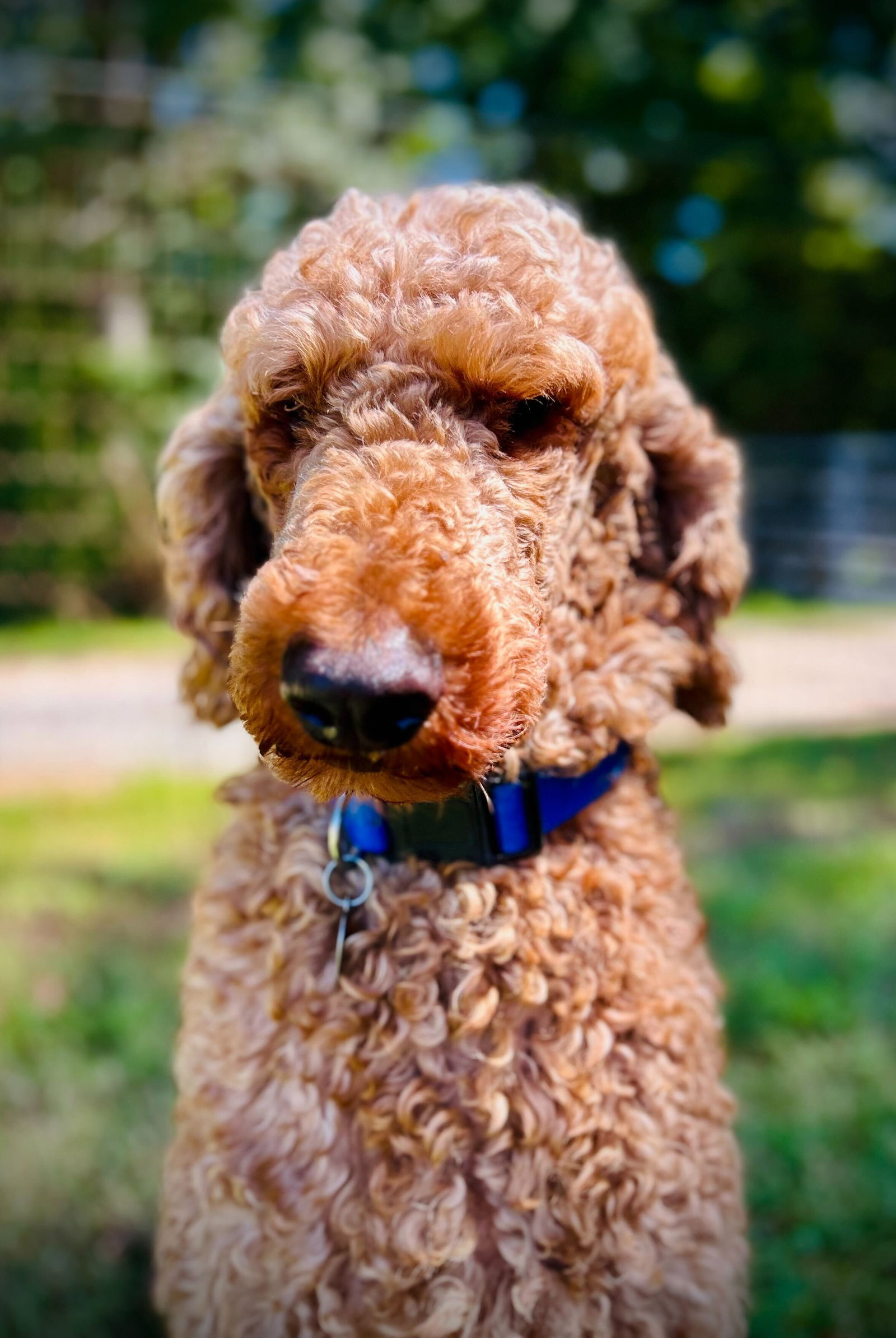 Meet An Adoptable Dog – Carolina Poodle Rescue