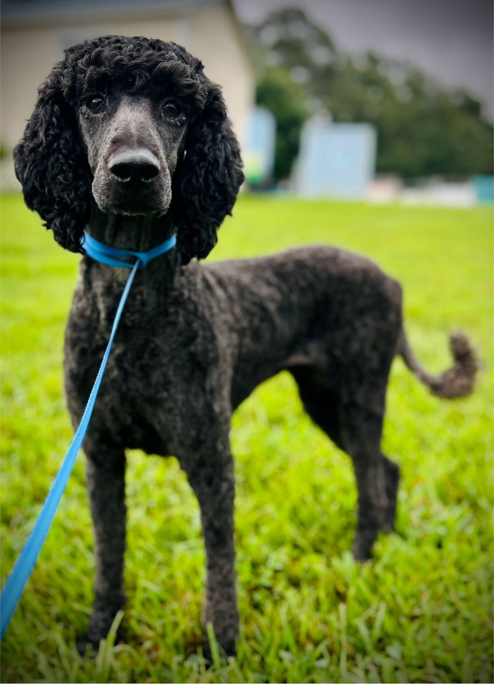 Meet An Adoptable Dog – Carolina Poodle Rescue
