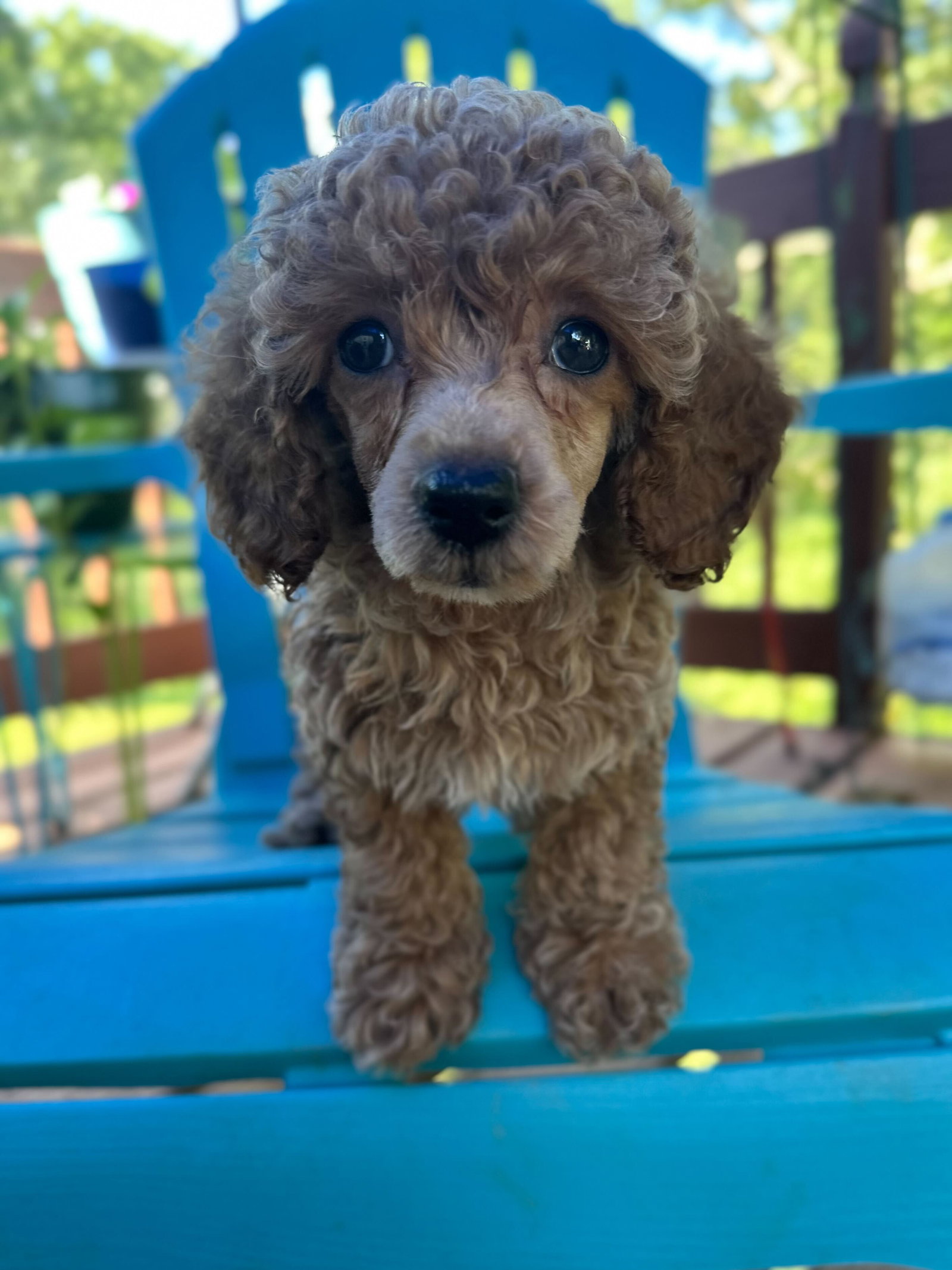 Meet An Adoptable Dog – Carolina Poodle Rescue