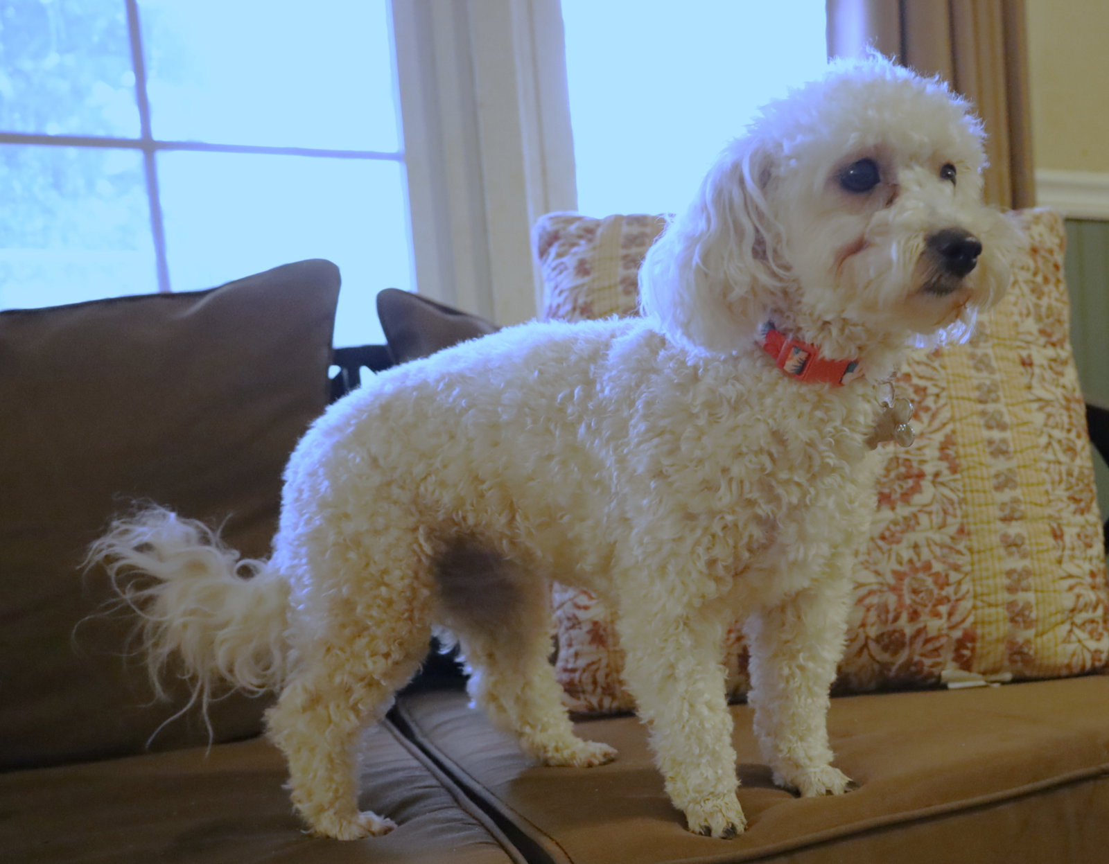 Zoe Dec 25 — Carolina Poodle Rescue