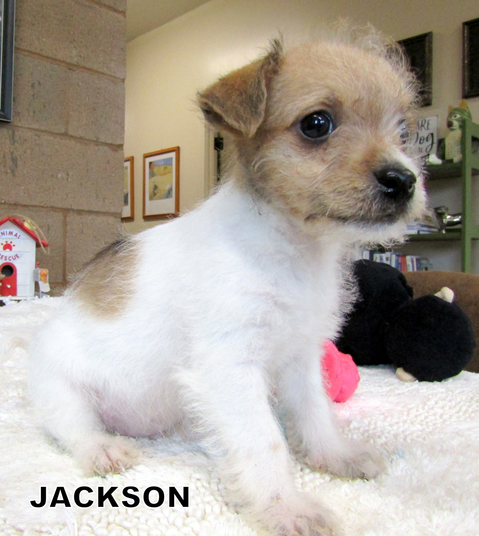 Jackson (Puppy)'s Web Page
