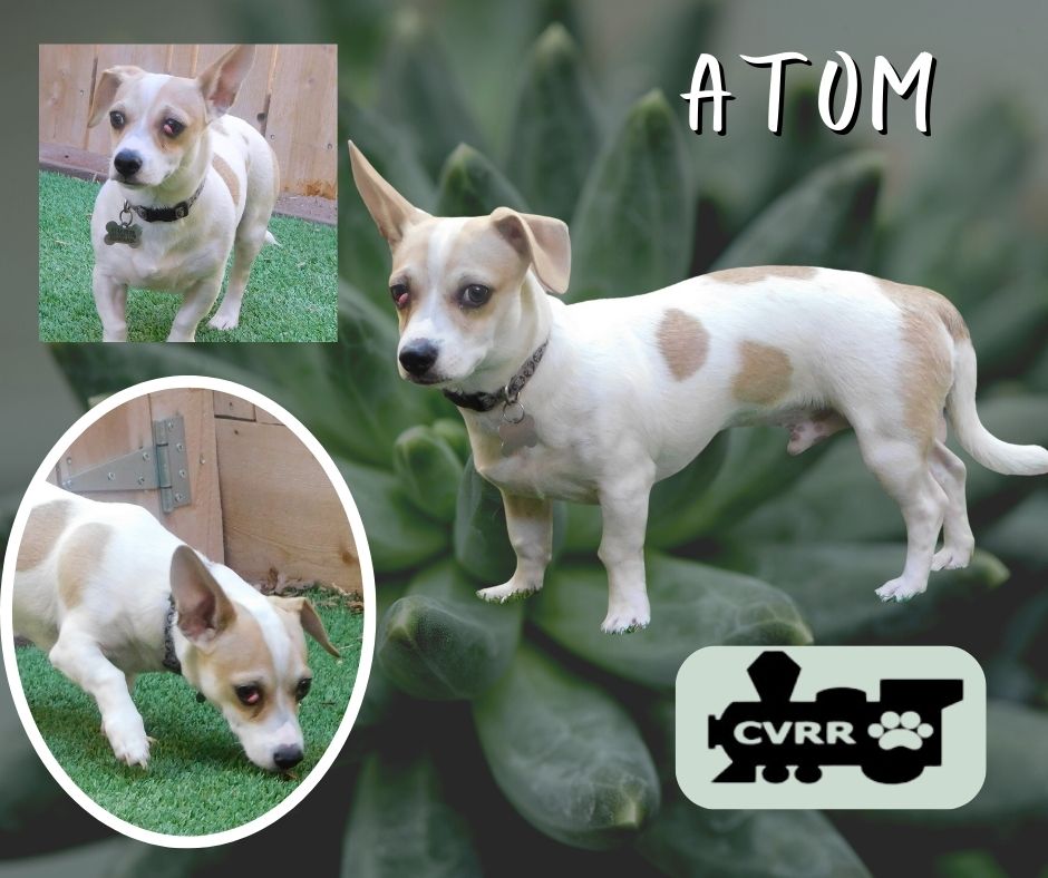 Atom's Web Page