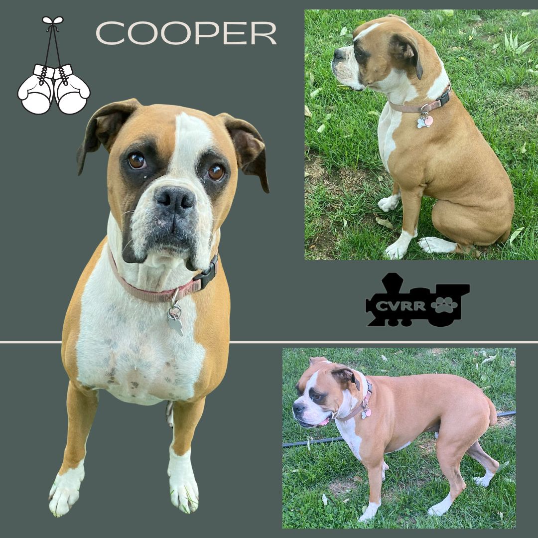 Dog for Adoption - Cooper (Ritzy), a Boxer in Visalia, CA | Alpha Paw