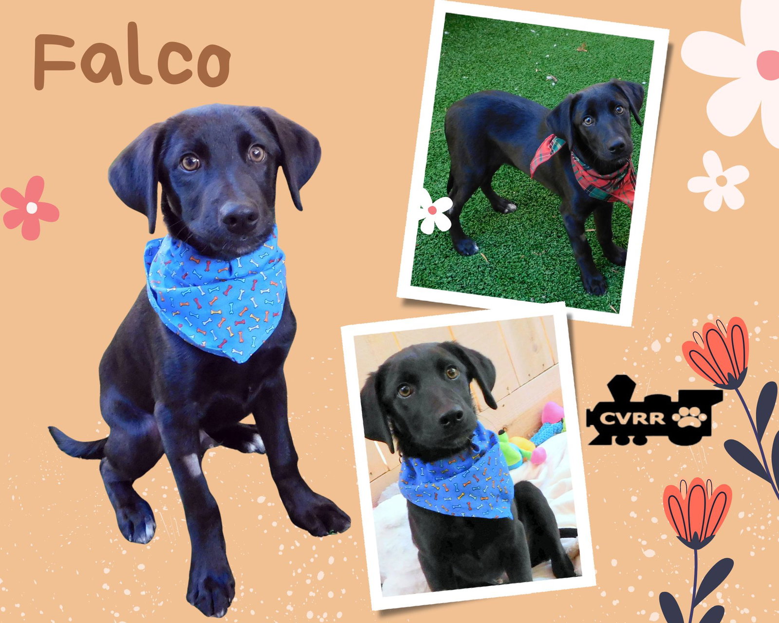 Dog for Adoption - Falco (Puppy), a Labrador Retriever in Lemoore, CA ...
