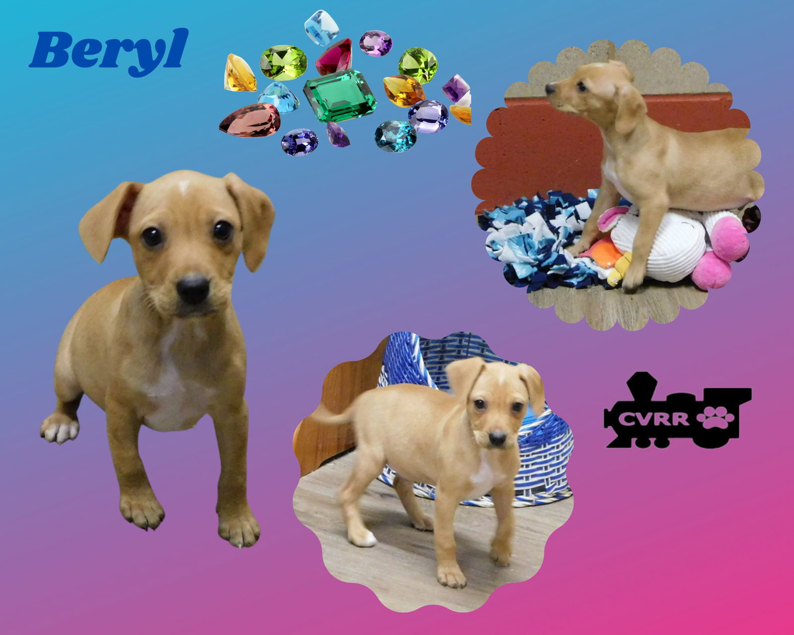 Beryl(Puppy)'s Web Page