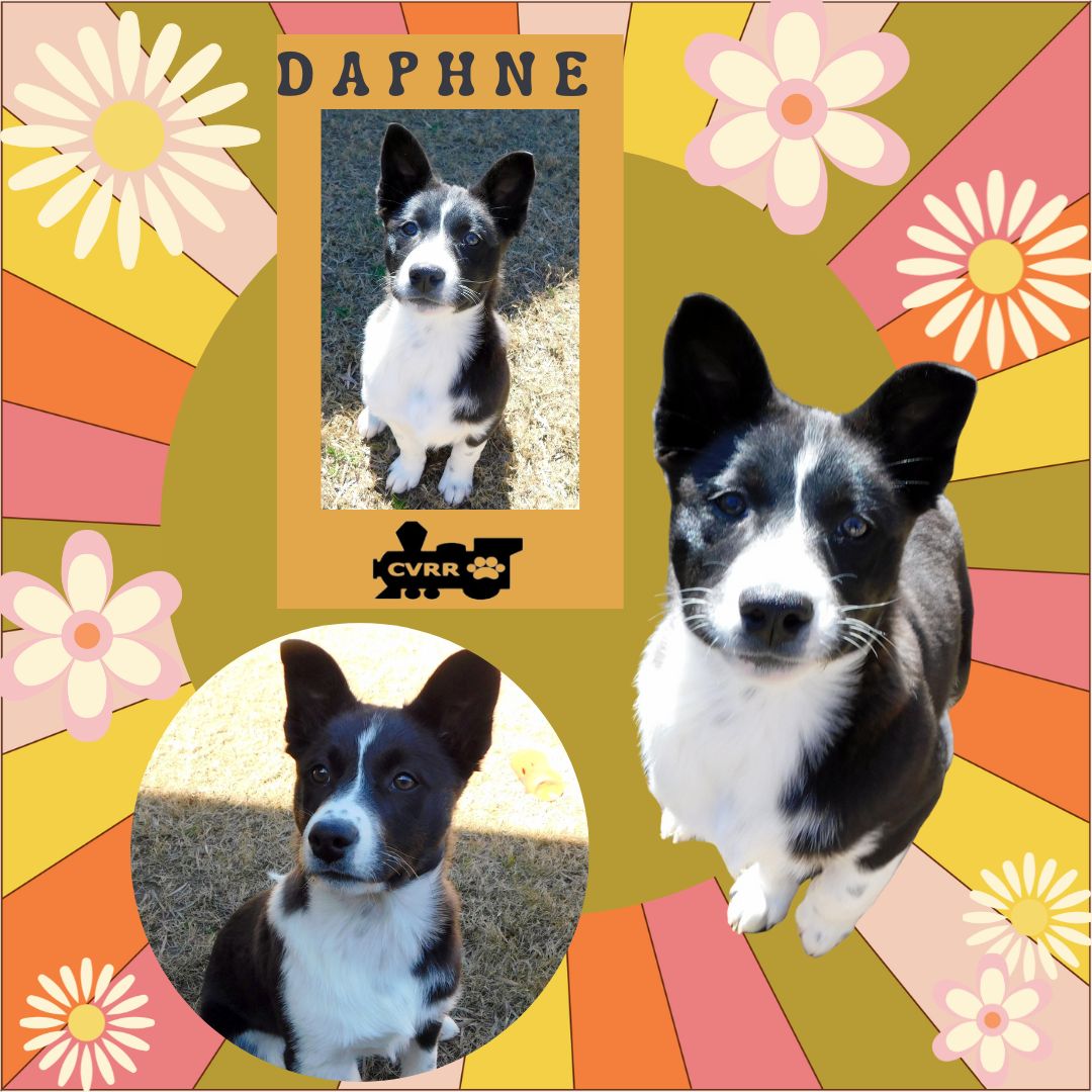 Daphne (Puppy)'s Web Page