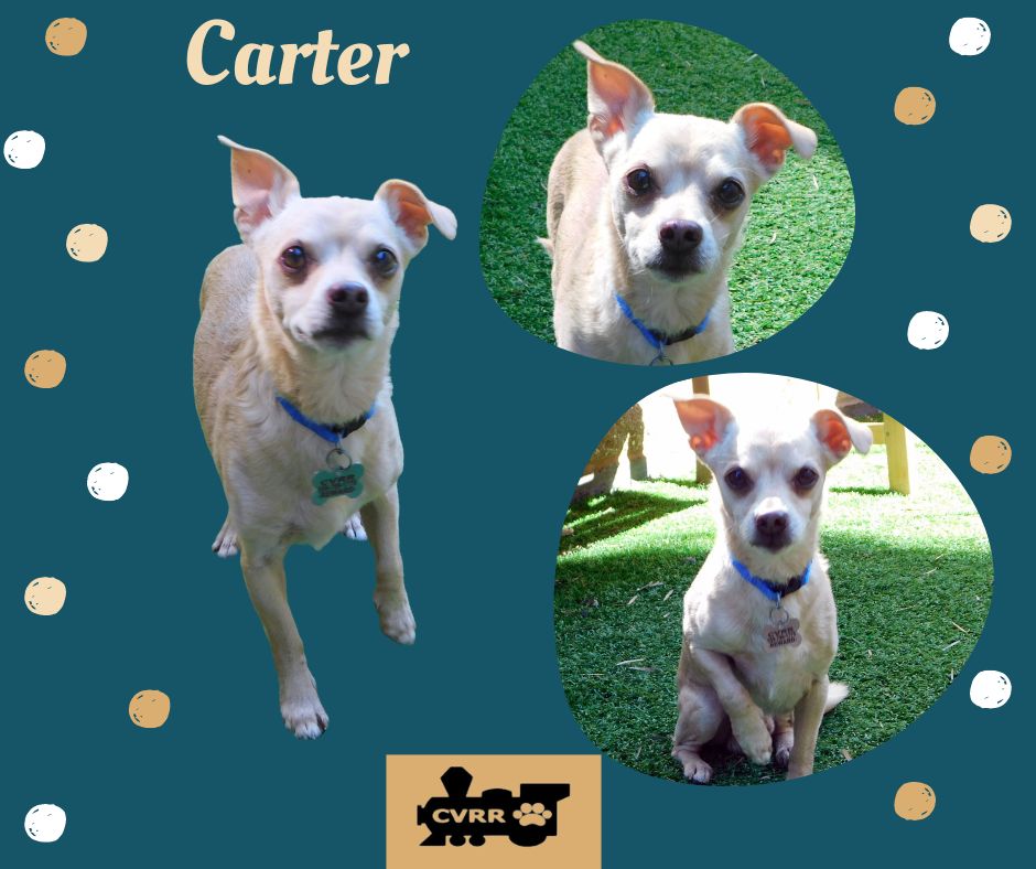 Carter's Web Page