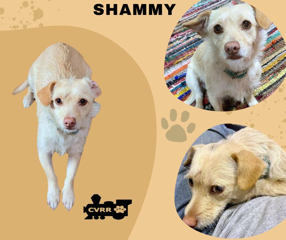Shammy's Web Page
