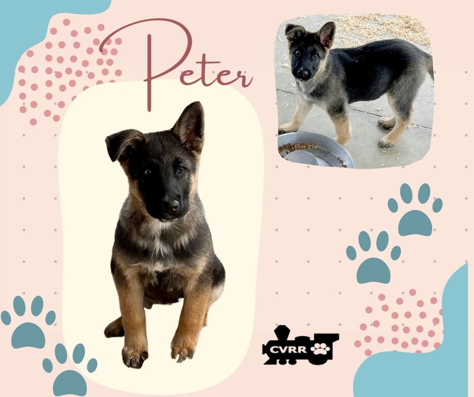 Peter (Puppy)'s Web Page