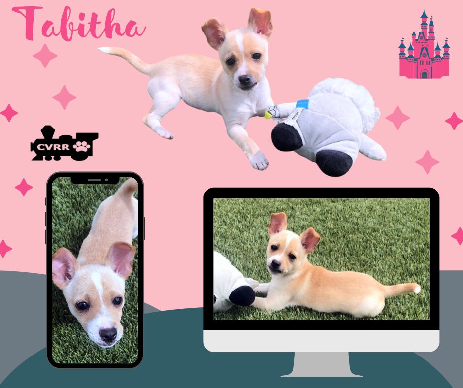 Tabitha's Web Page