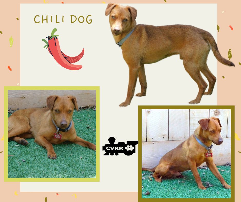 Chili Dog's Web Page