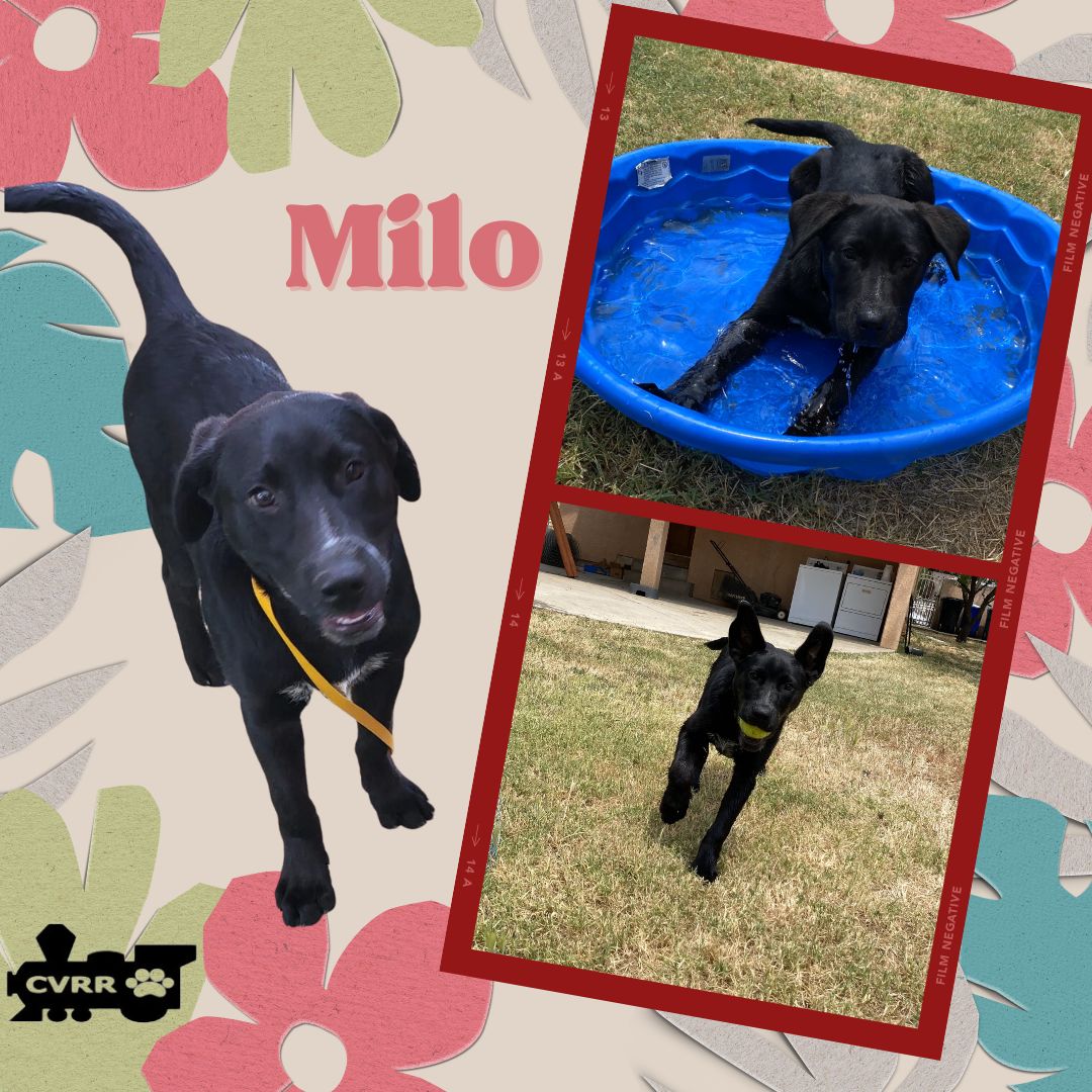 Milo (Puppy)'s Web Page