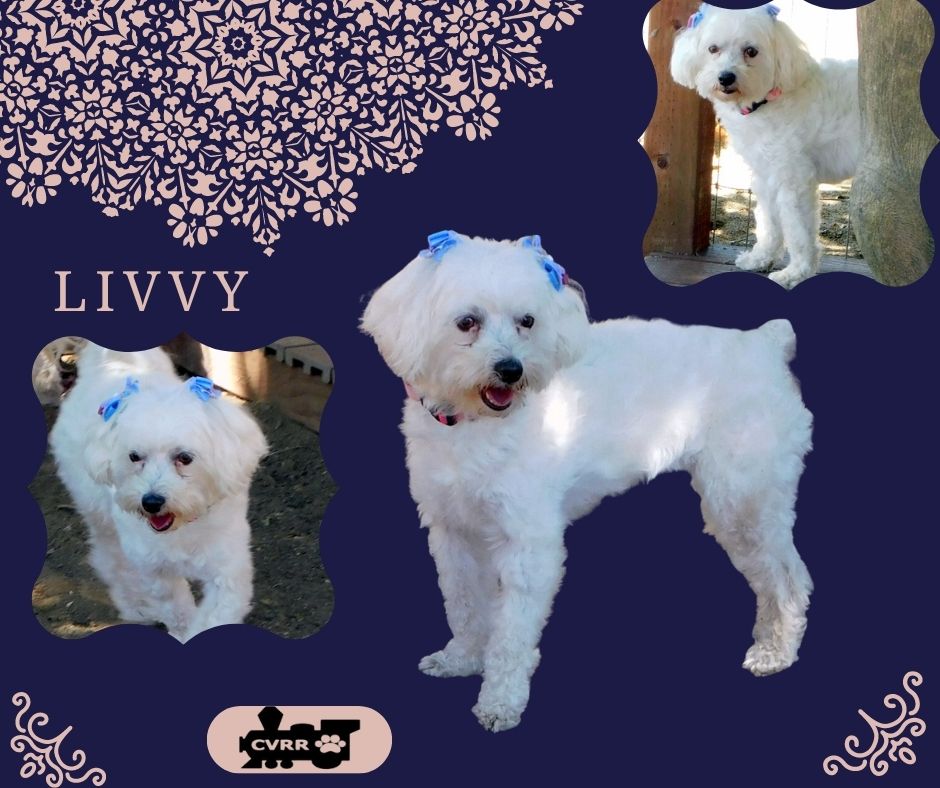 Livvy (Ritzy)'s Web Page