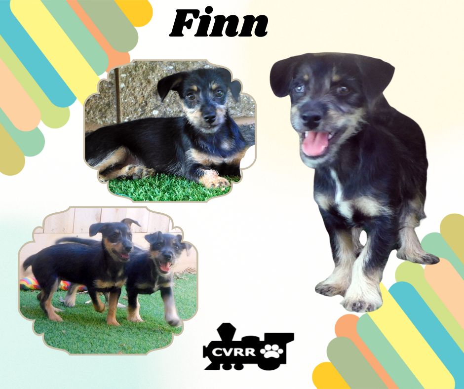 Finn (Puppy)'s Web Page