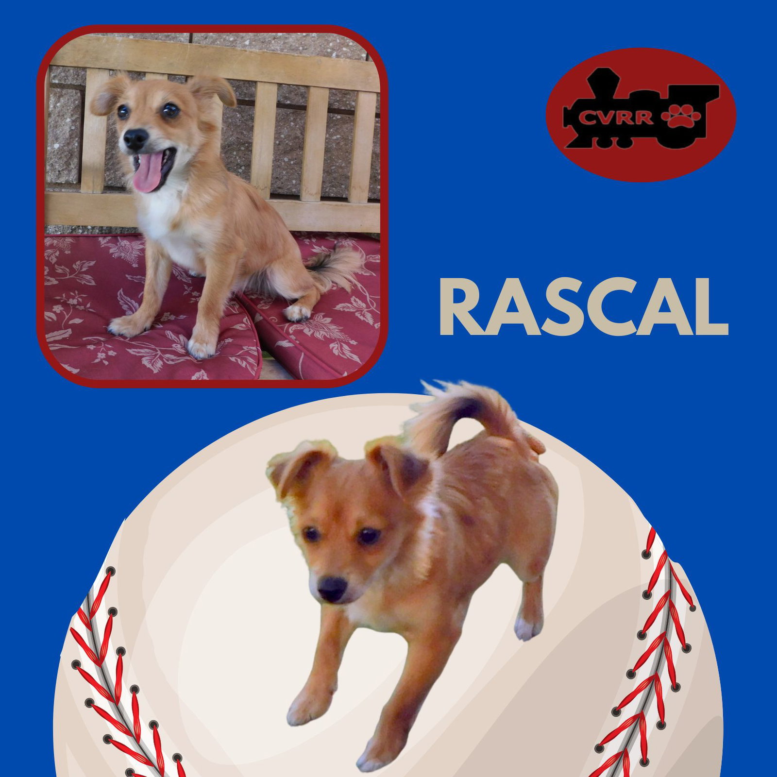 Rascal (Puppy)'s Web Page