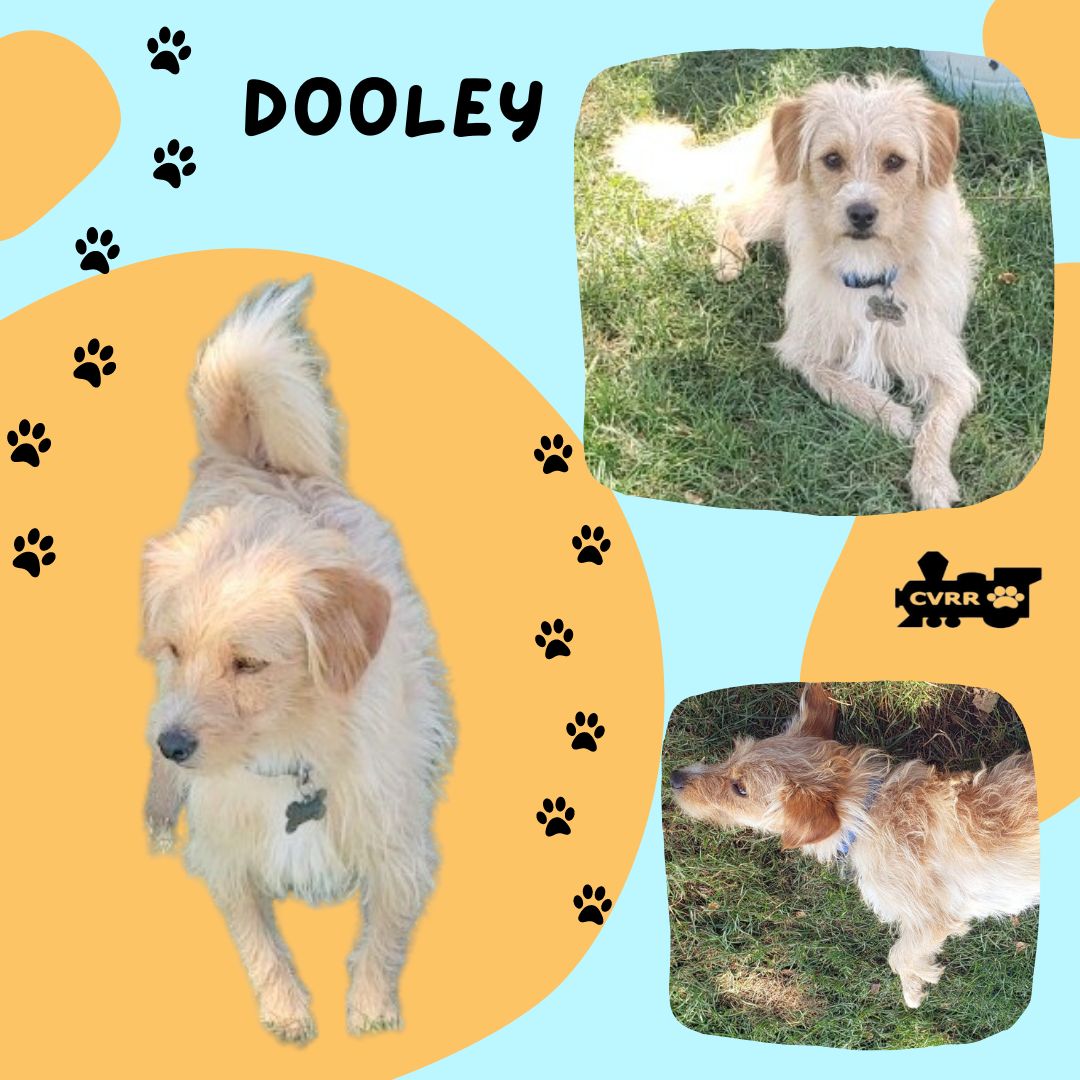 Dooley's Web Page