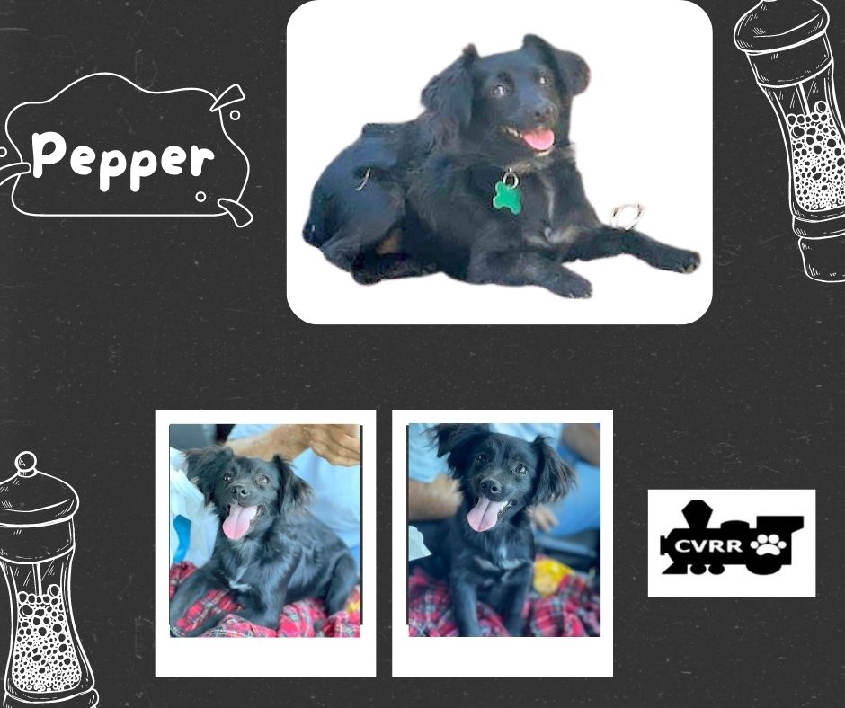 Pepper's Web Page