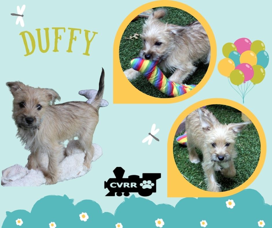 Duffy (Puppy)'s Web Page