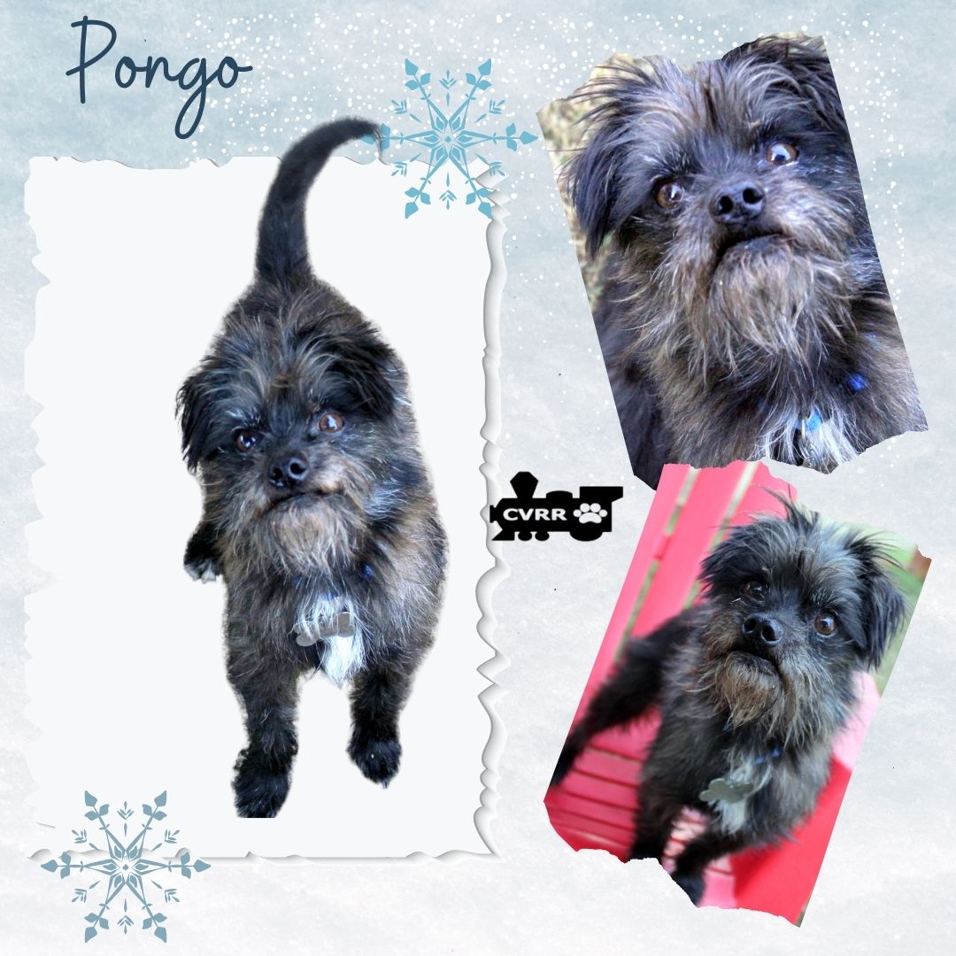 Pongo's Web Page