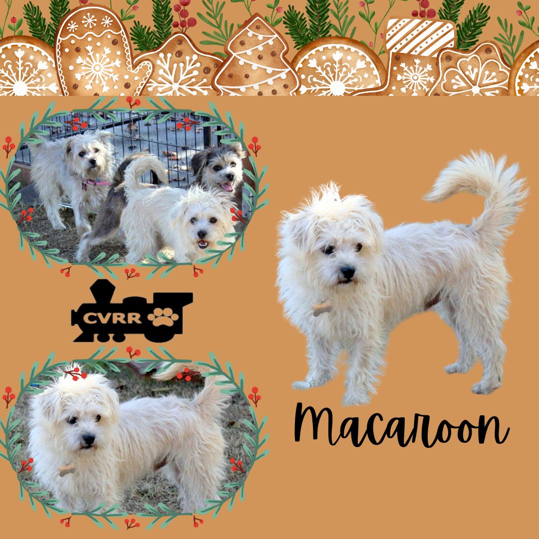 Macaroon's Web Page