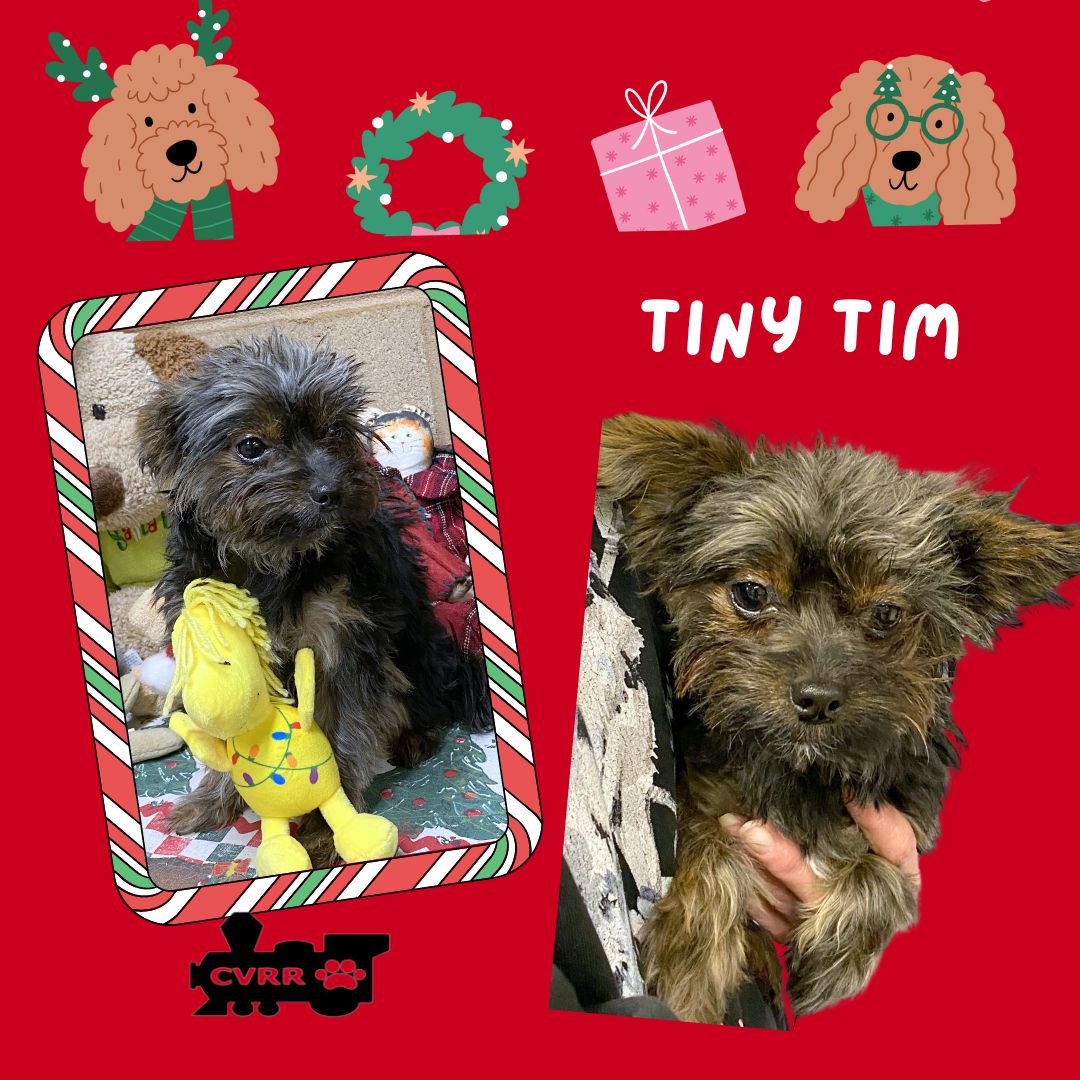 Dog for Adoption - Tiny Tim (Ritzy), a Yorkshire Terrier Yorkie in ...