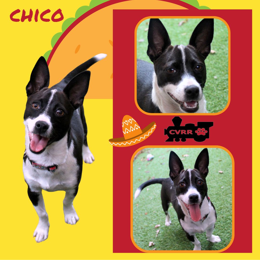 Chico's Web Page