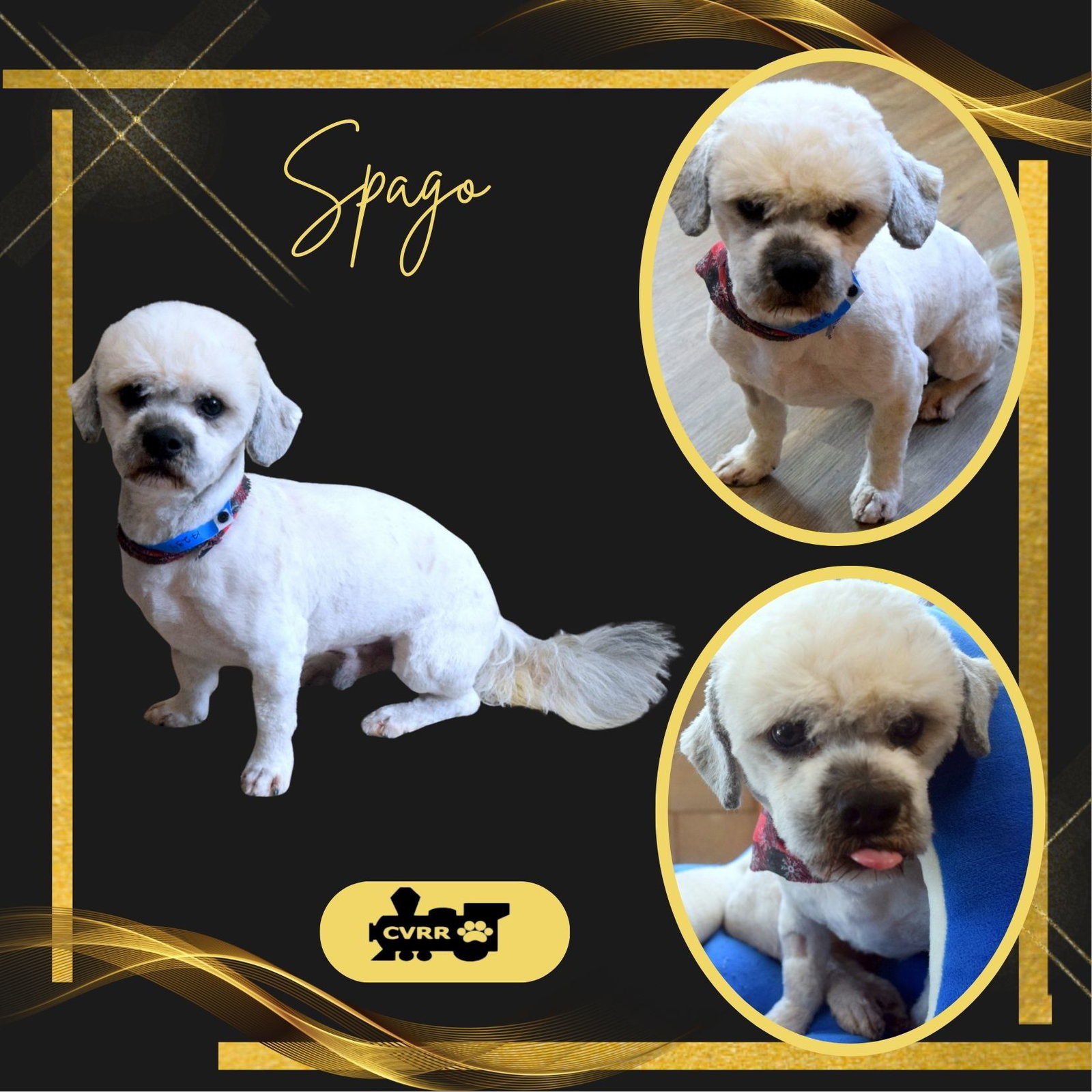 Dog for Adoption - Spago (Ritzy), a Shih Tzu in Exeter, CA | Alpha Paw