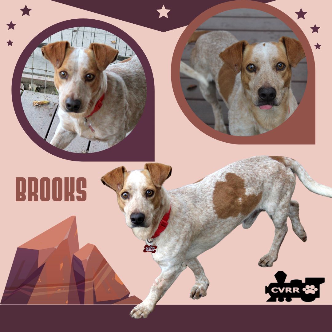 Brooks' Web Page