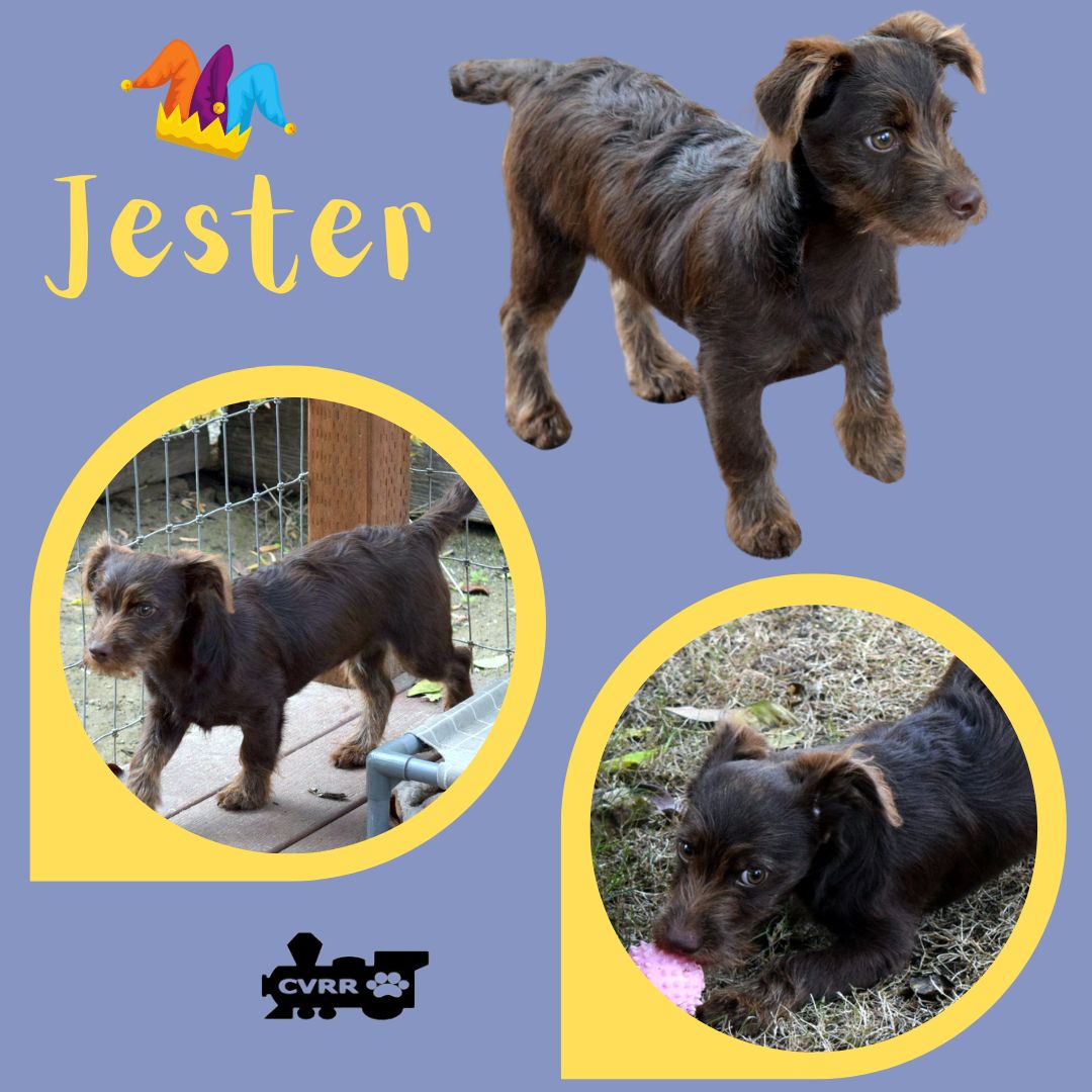 Jester (Puppy)'s Web Page